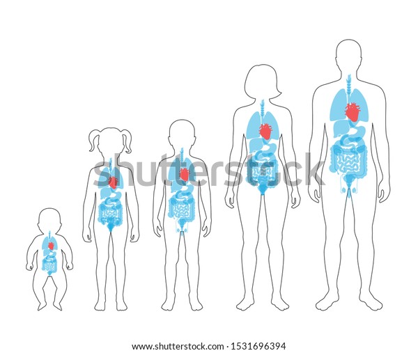 Vector Isolated Illustration Internal Organs Baby Stock Vector (Royalty ...