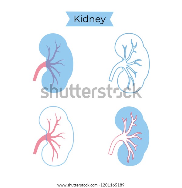 Vector Isolated Illustration Kidney Anatomy Human Stock Vector (Royalty ...