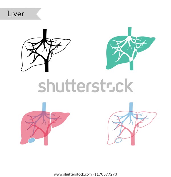 Vector Isolated Illustration Liver Anatomy Human Stock Vector (Royalty ...