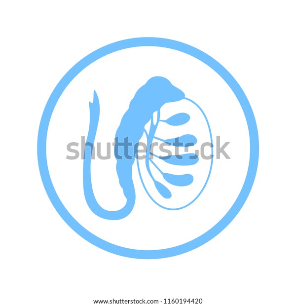 Vector Isolated Illustration Male Reproductive System Stock Vector ...