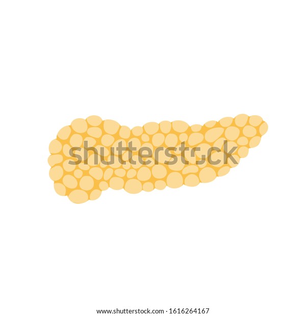 Vector Isolated Illustration Pancreas Anatomy Human Stock Vector ...