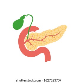Vector Isolated Illustration Pancreas Duodenum Gallbladder Stock Vector ...