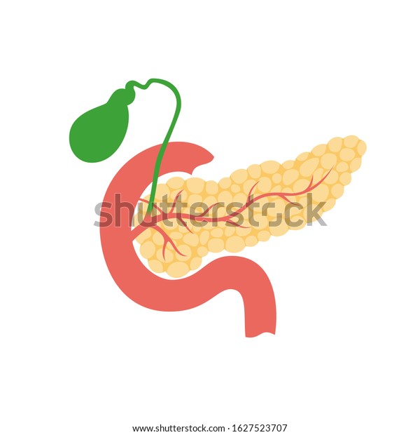 Vector Isolated Illustration Pancreas Duodenum Gallbladder Stock Vector ...
