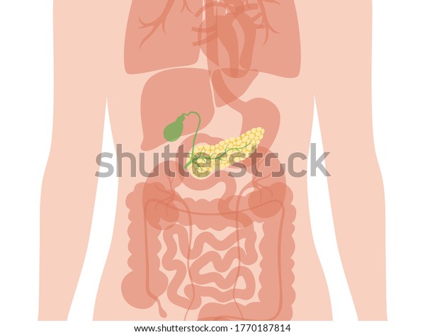 Vector Isolated Illustration Pancreas Duodenum Gallbladder Stock Vector ...