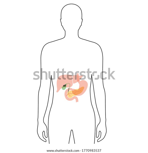 Vector Isolated Illustration Pancreas Duodenum Gallbladder Stock Vector ...