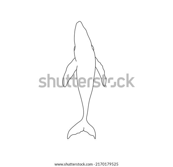 Vector Isolated One Whale Top View Stock Vector (Royalty Free ...