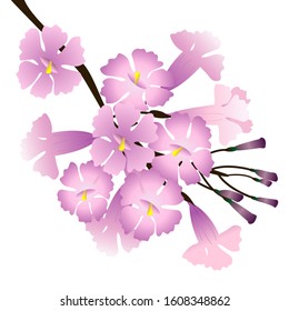 Vector Jacaranda Violet Flowers On White Stock Vector (Royalty Free ...