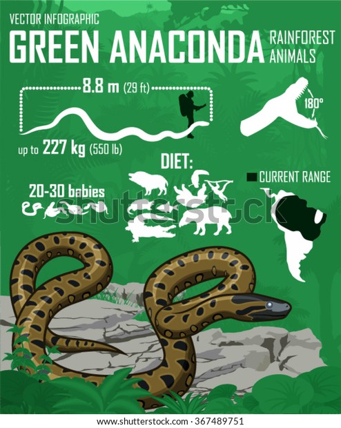 Vector Jungle Green Anaconda Infographic Stock Vector (Royalty Free ...