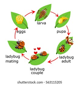 1,671 Beetle life cycle Images, Stock Photos & Vectors | Shutterstock