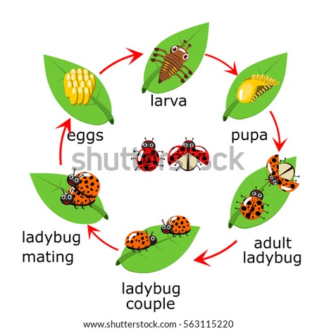 Vector Ladybug Life Cycle Kids 库存矢量图（免版税） 563115220 - Shutterstock