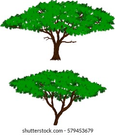 Vector Large African Acacia Tree Stock Vector (Royalty Free) 579453679 ...