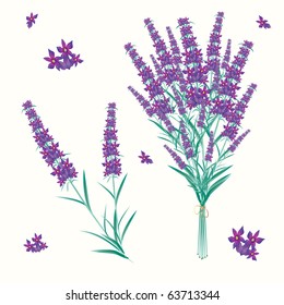 Vector Lavender Stock Vector (Royalty Free) 63713344 | Shutterstock