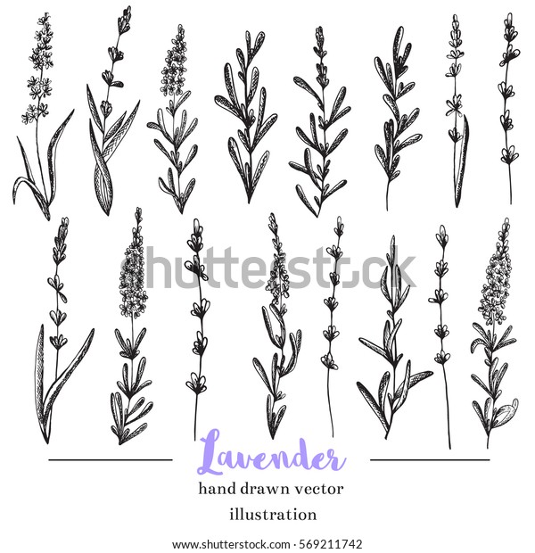 Vector Lavender Hand Drawn Illustrationhand Drawn Stock Vector (Royalty ...