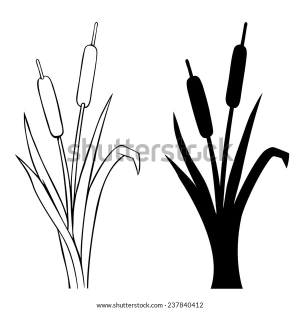 Vector Line Art Silhouette Reed Stock Vector (Royalty Free) 237840412
