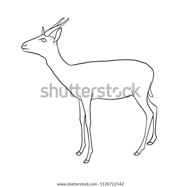 Vector Line Drawing Antelope Hand Drawn Stock Vector (Royalty Free ...