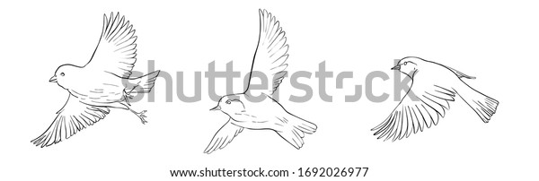 Vector Line Drawing Flying Birds Sketch Stock Vector (Royalty Free ...