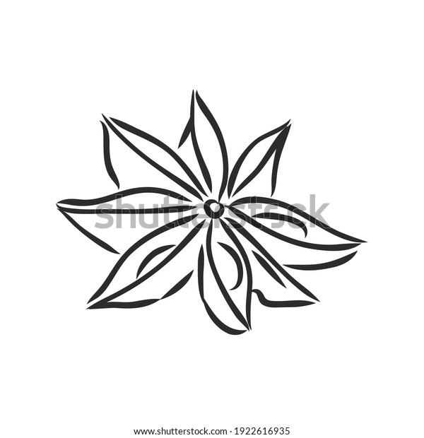 Vector Line Drawing Handmade Star Anise Stock Vector (Royalty Free ...