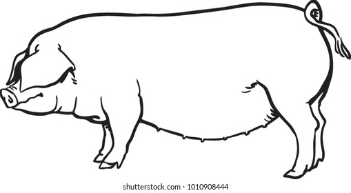 Vector Lineart Fat Female Hog Stock Vector (Royalty Free) 1010908444