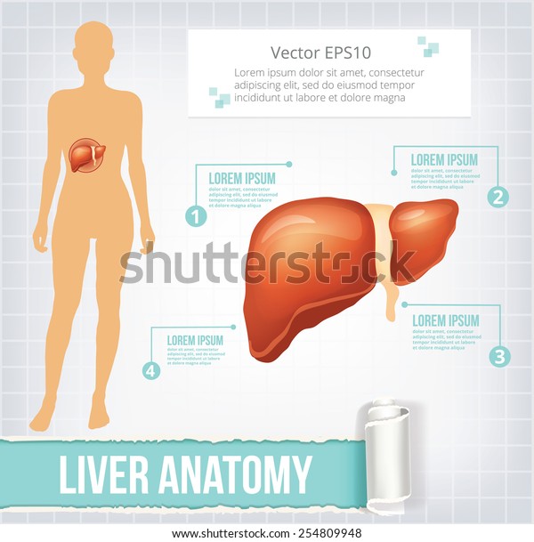 Vector Liver Infographics Banner Illustration Stock Vector (Royalty ...