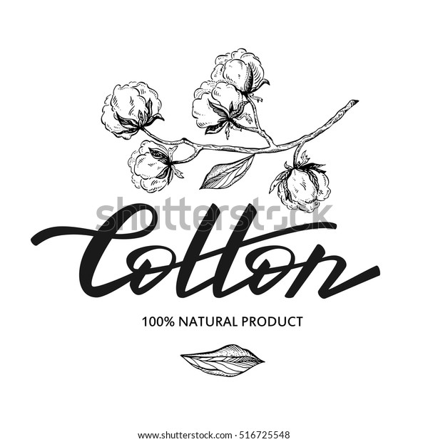 Vector Logo Handdrawn Ink Cotton Lettering Stock Vector (Royalty Free ...