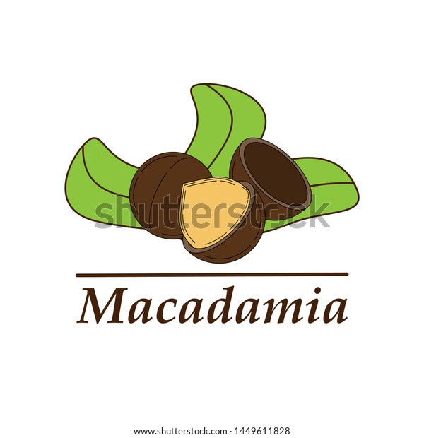 Vector Macadamia Logo Cartoon Style Illustration Stock Vector (Royalty ...