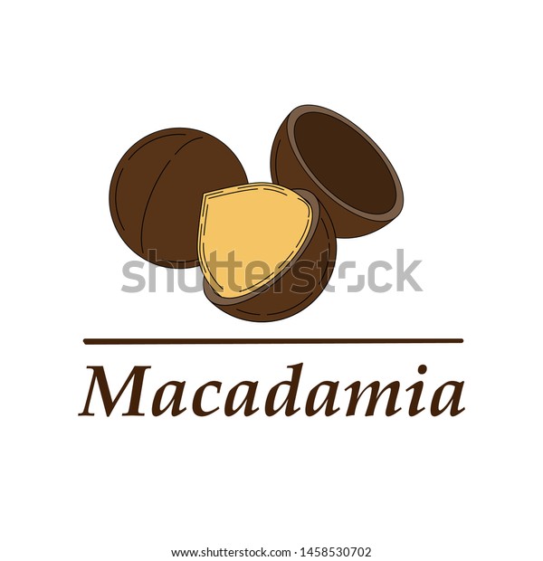 Vector Macadamia Logo Cartoon Style Illustration Stock Vector (Royalty ...