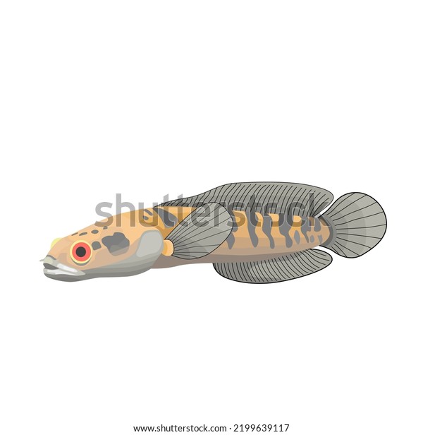 Vector Maruliodes Snakehead Channa Maru 库存矢量图（免版税）2199639117 | Shutterstock