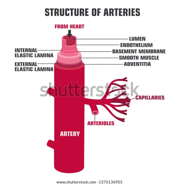 Vector Medical Structure Artery Icon Artery Stock Vector (Royalty Free ...