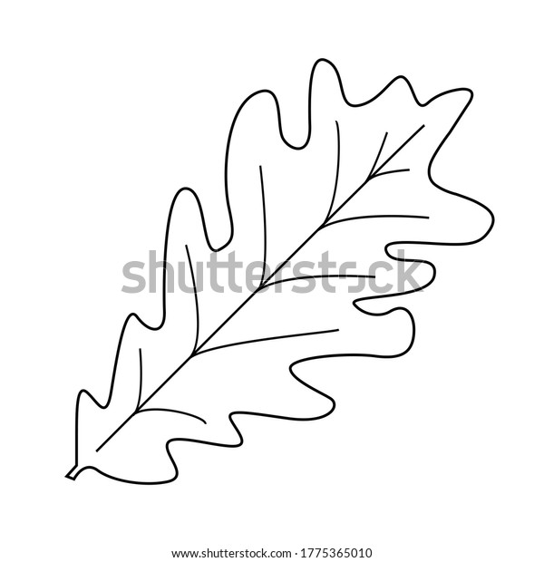 Vector Oak Leaf Line Art Autumn Stock Vector (Royalty Free) 1775365010 ...
