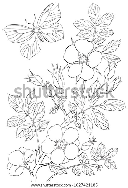 Vector Outline Branch Wild Rose Flowers Stock Vector (Royalty Free ...