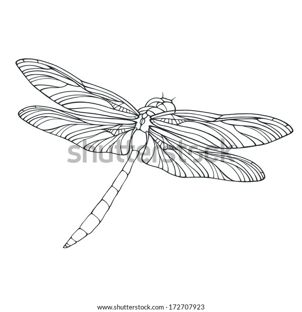 Vector Outline Dragonfly Illustration Isolated On Stock Vector (Royalty ...