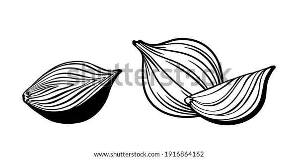 Vector Outline Drawing Sliced Onion Isolated Stock Vector (Royalty Free ...