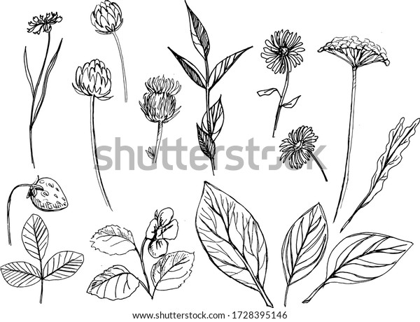 Vector Outline Hand Drawn Botanical Illustration Stock Vector (Royalty ...