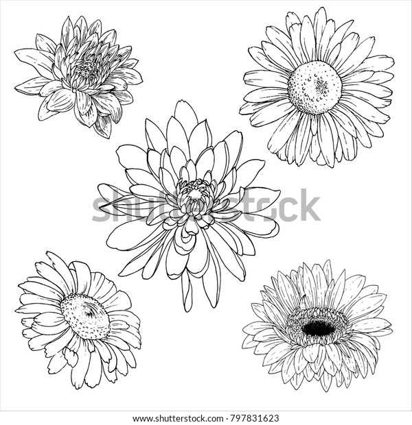 Vector Outlines Various Flower Heads Chrysanthemum Stock Vector ...