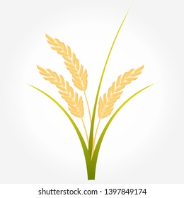 Vector Paddy Rice Isolated On White Stock Vector (Royalty Free ...