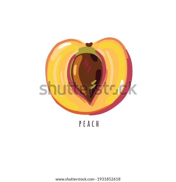 Vector Peach Illustration Half Peach Isolated Stock Vector (Royalty ...