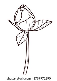 Vector Peony Bud Outline Style Illustration Stock Vector (Royalty Free ...
