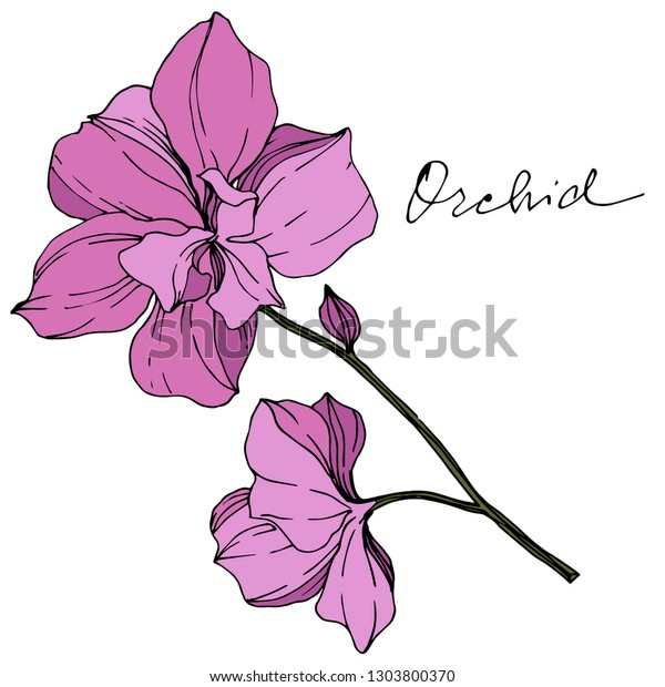 Vector Pink Orcid Floral Botanical Flower Stock Vector (Royalty Free ...