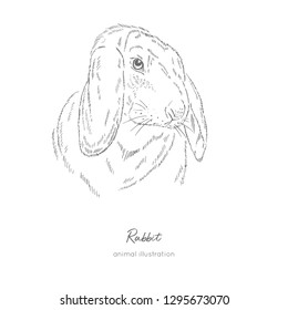 Vector Portrait Illustration Rabbit Farm Animal Stock Vector (Royalty ...