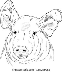 Vector Portrait Pig Head Front View Stock Vector (Royalty Free ...