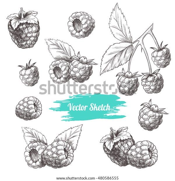 Vector Raspberries Hand Drawn Sketch Sketch Stock Vector (Royalty Free ...