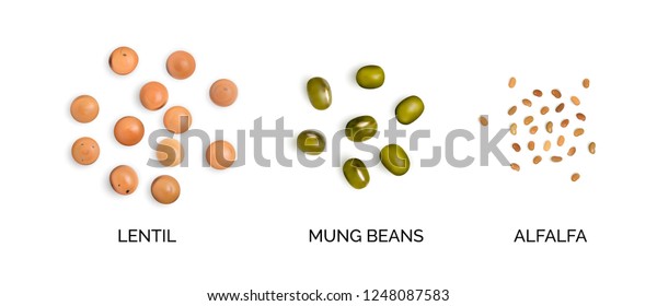 1,882 Lentil Isolated Stock Vectors, Images & Vector Art | Shutterstock