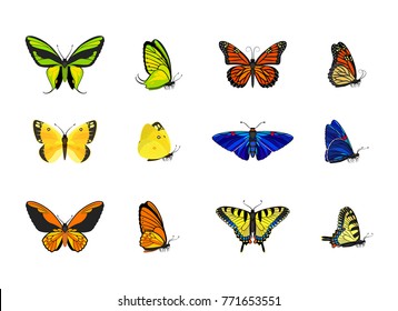 71 Morpho types Images, Stock Photos & Vectors | Shutterstock