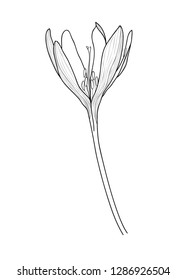 Vector Realistic Crocus Graphic Isolated Black Stock Vector (Royalty ...