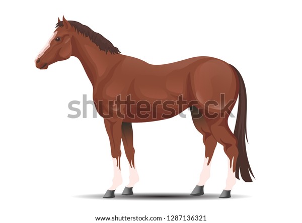 Vector Realistic Hackney Horse Vector Horse Stock Vector (Royalty Free ...