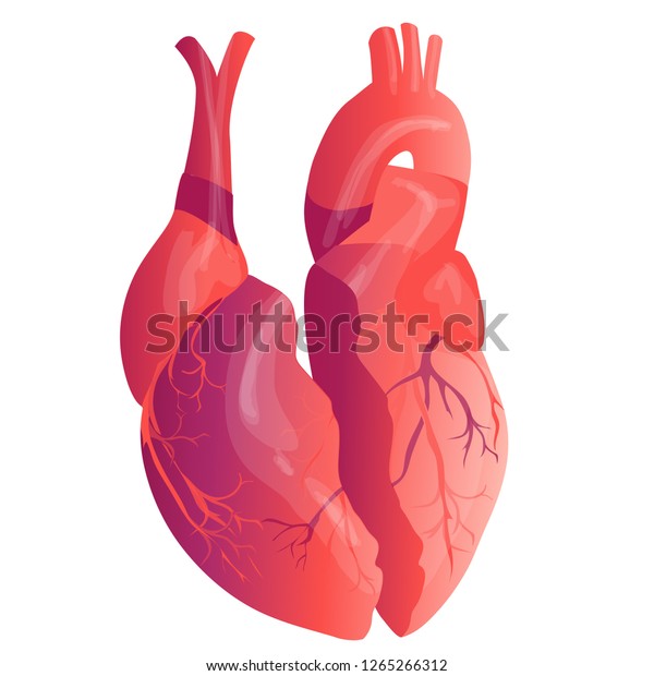 Vector Realistic Human Heart Internal Organ Stock Vector (Royalty Free ...