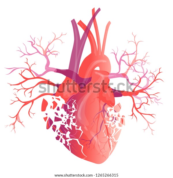 Vector Realistic Human Heart Internal Organ Stock Vector (Royalty Free ...