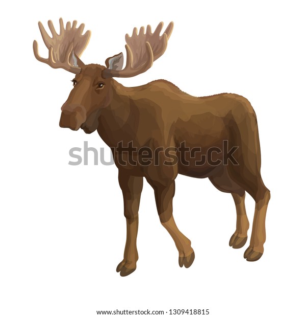 Vector Realistic Illustration Moose Isolated On Stock Vector (Royalty ...