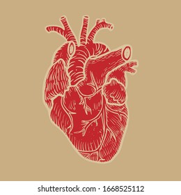 Vektor Stok Vector Realistic Red Human Heart (Tanpa Royalti) 1668525112 ...