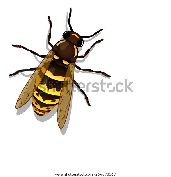 Vector Realistic Wasp Stock Vector (Royalty Free) 256898569 | Shutterstock
